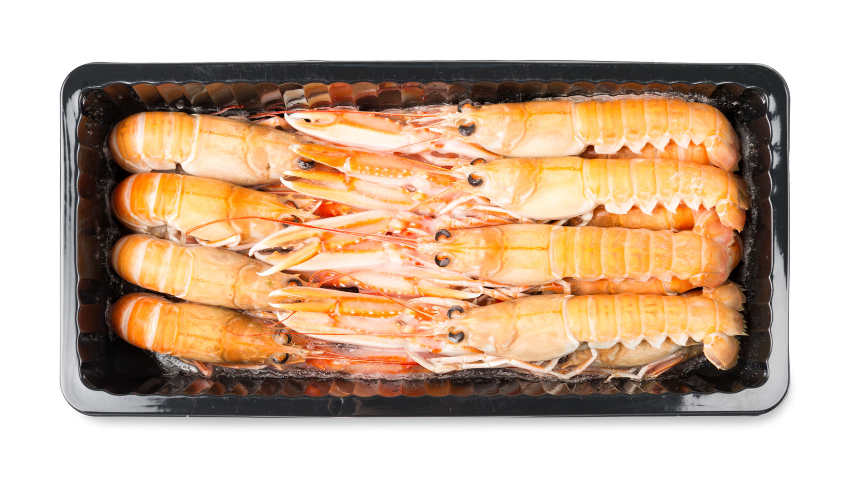 Fastnet SCAMPI INTERI 8/12 GLASSATURA 25% 1Kg