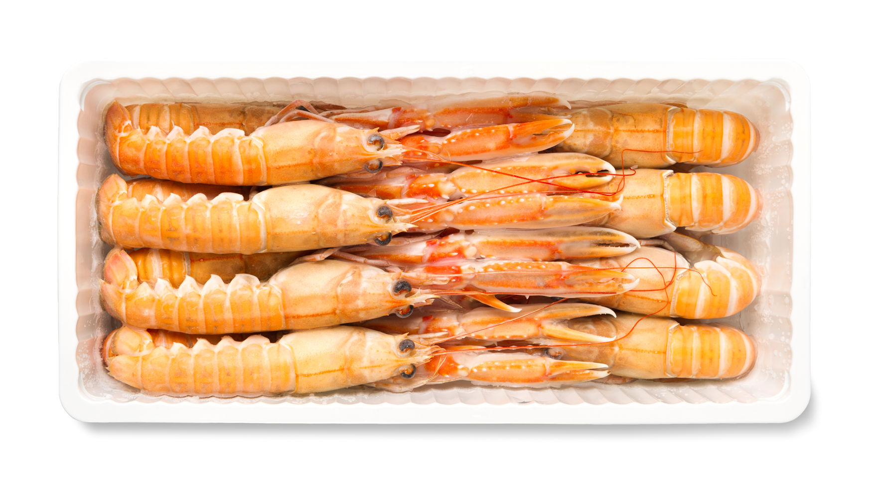 Fastnet SCAMPI INTERI 13/16 Glassatura 20% 1kg