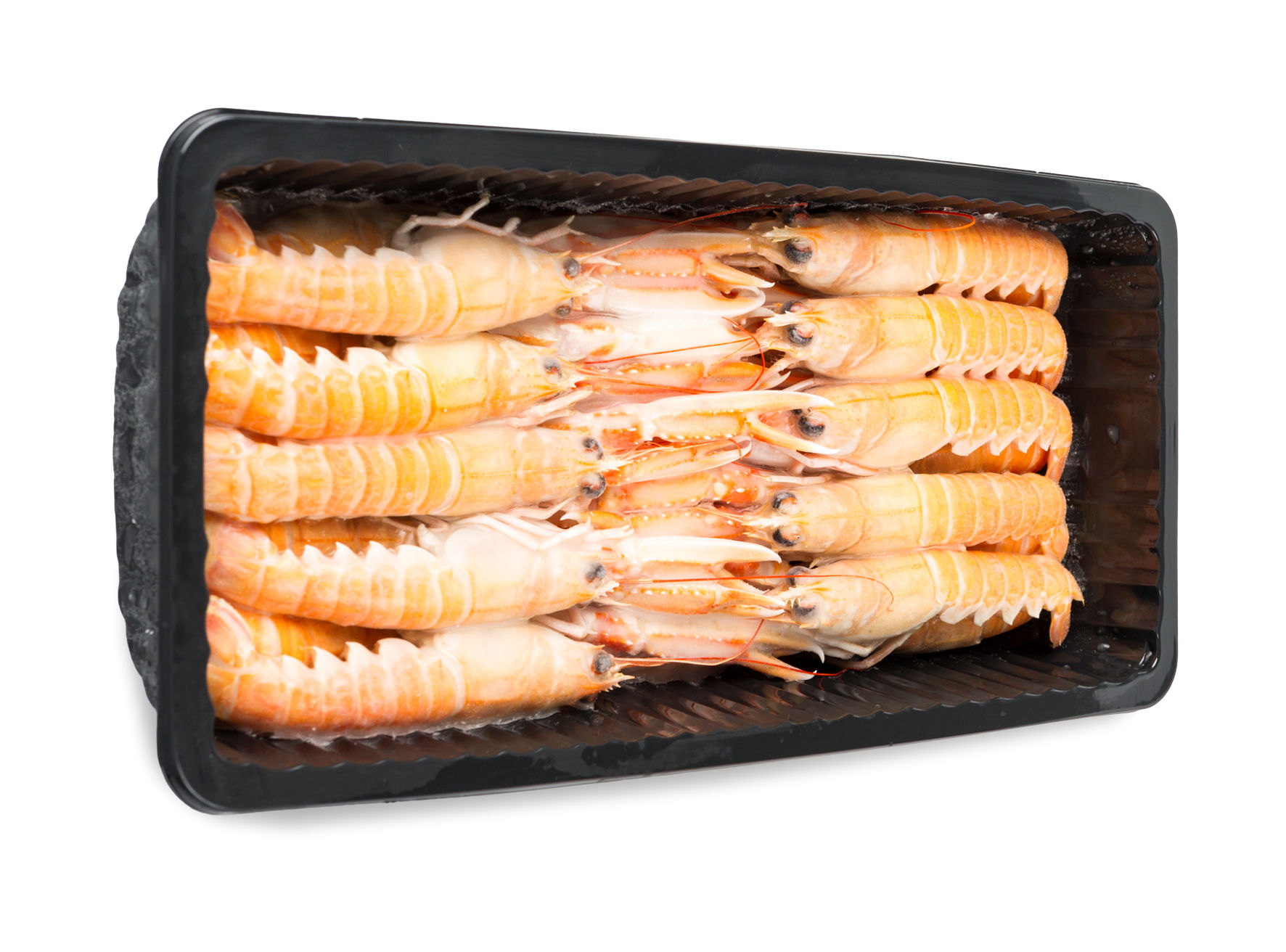 Fastnet SCAMPI INTERI 17/20 GLASSATURA 20% 1kg