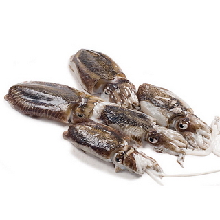 SEPPIA SP. ADRIATICO ( scarpetta ) FAO 37.2 CAT. FRESCHI