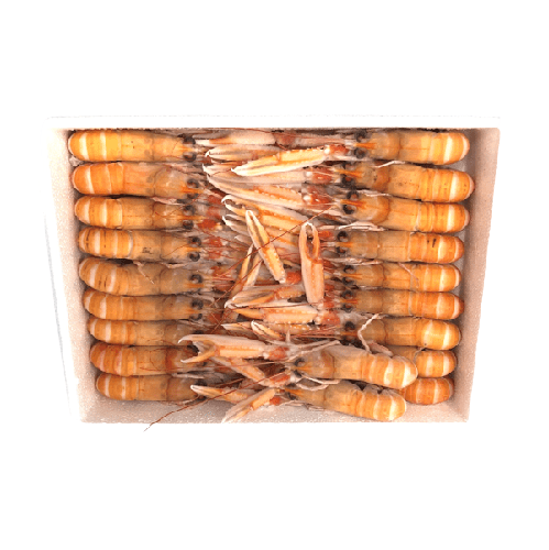 Fastnet SCAMPI INTERI 26/35 No4 SCOZIA GLASSATURA 10% 1,5Kg